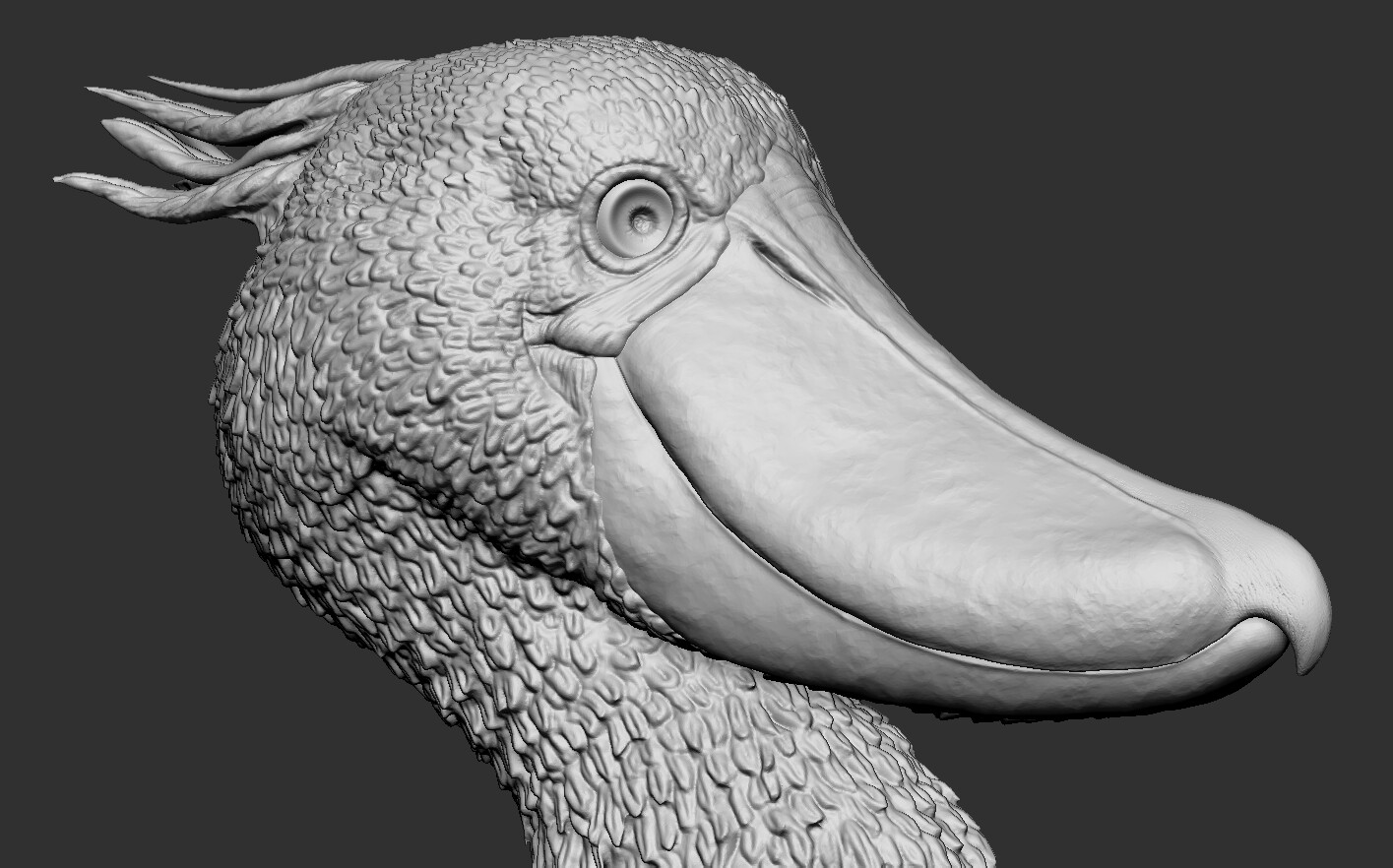 ArtStation - Shoebill | Resources