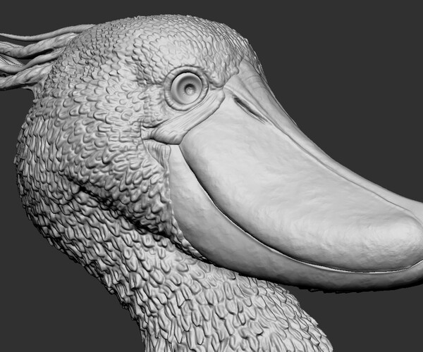 ArtStation - Shoebill | Resources