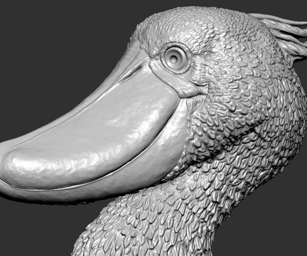 ArtStation - Shoebill | Resources