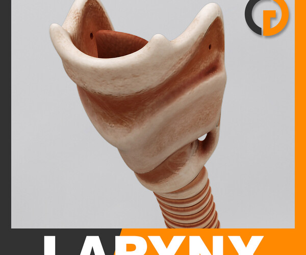 ArtStation - Human Larynx - Anatomy | Resources
