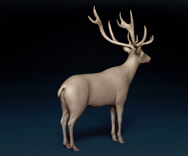 ArtStation - Red Deer Basemesh 3D model | Resources