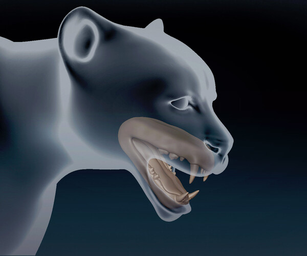 ArtStation - Cheetah Basemesh 3D model | Resources