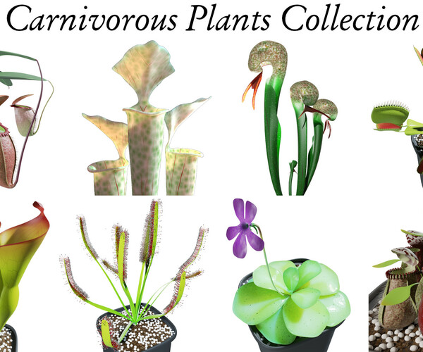 ArtStation - 3D Carnivorous Plants Collection | Resources