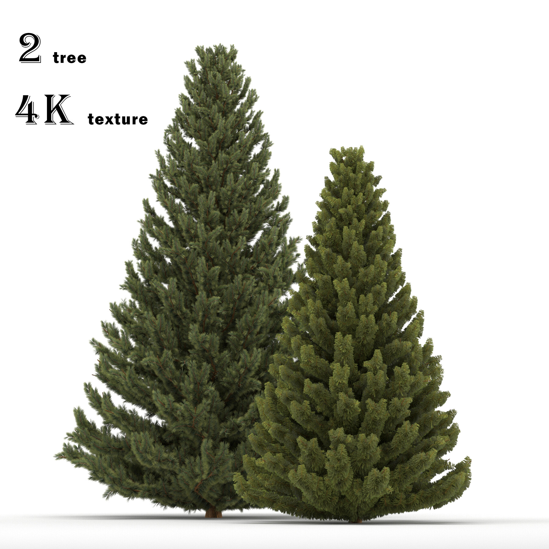 ArtStation - set of Spruce pine - 2 tree (quad mesh) | Game Assets