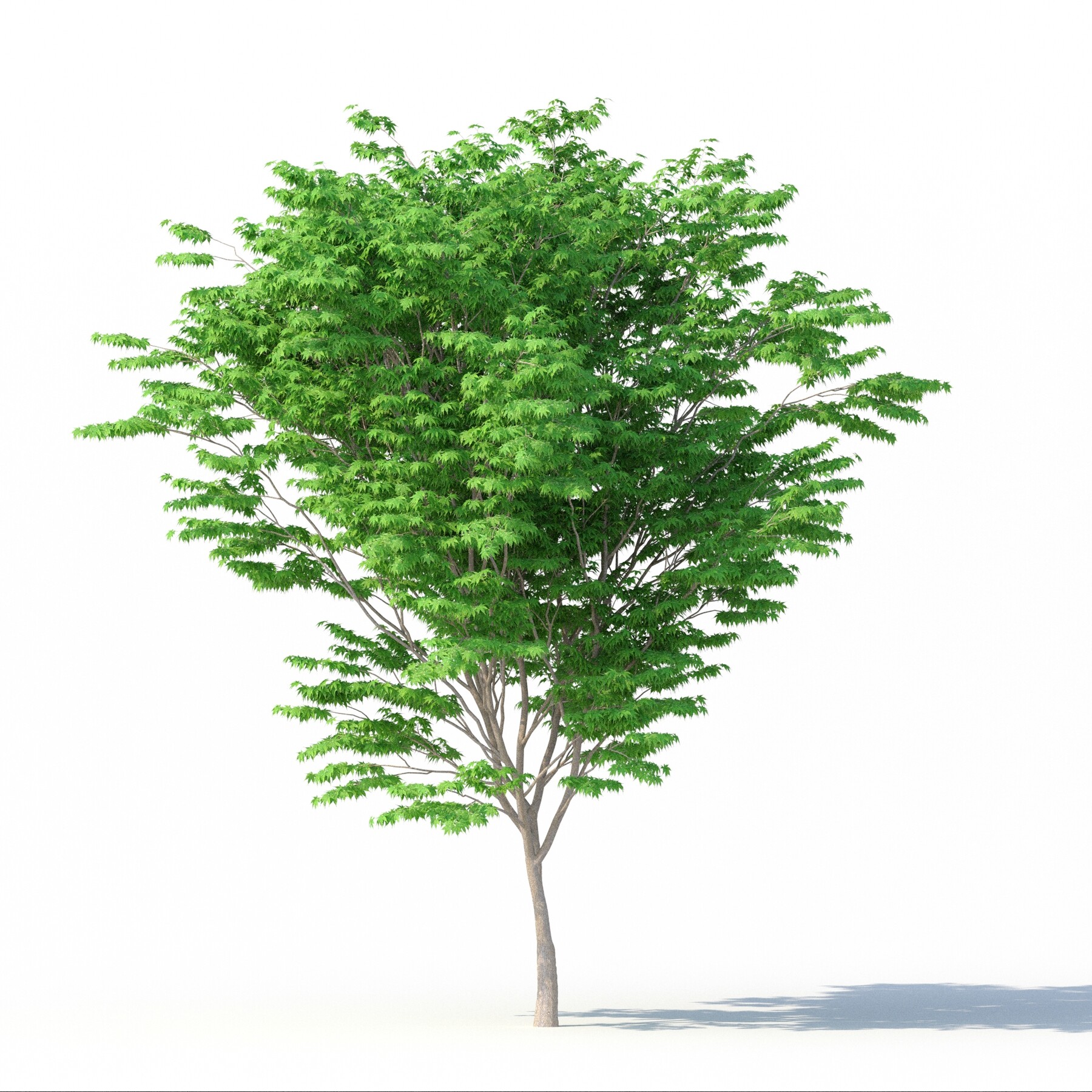 ArtStation - Tree - Acer Palmatum No 1 | Resources