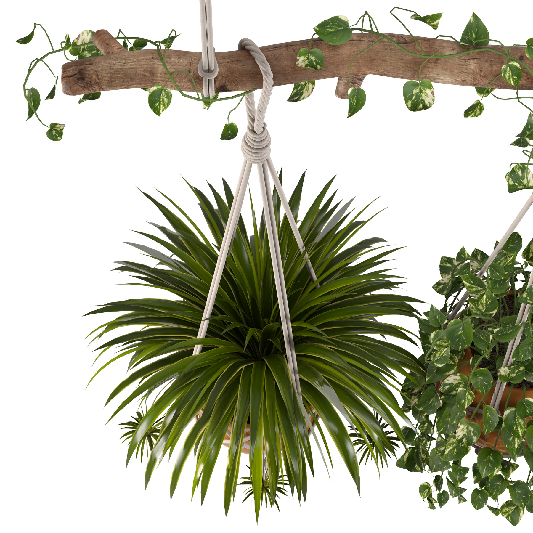 ArtStation - Indoor Plants Set 01-Hanging Plants with macrame | Resources