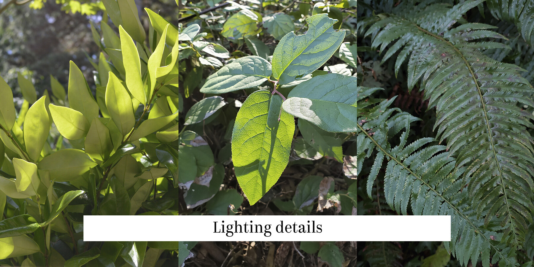 ArtStation - Leaf Textures - Photo Reference Pack | Resources