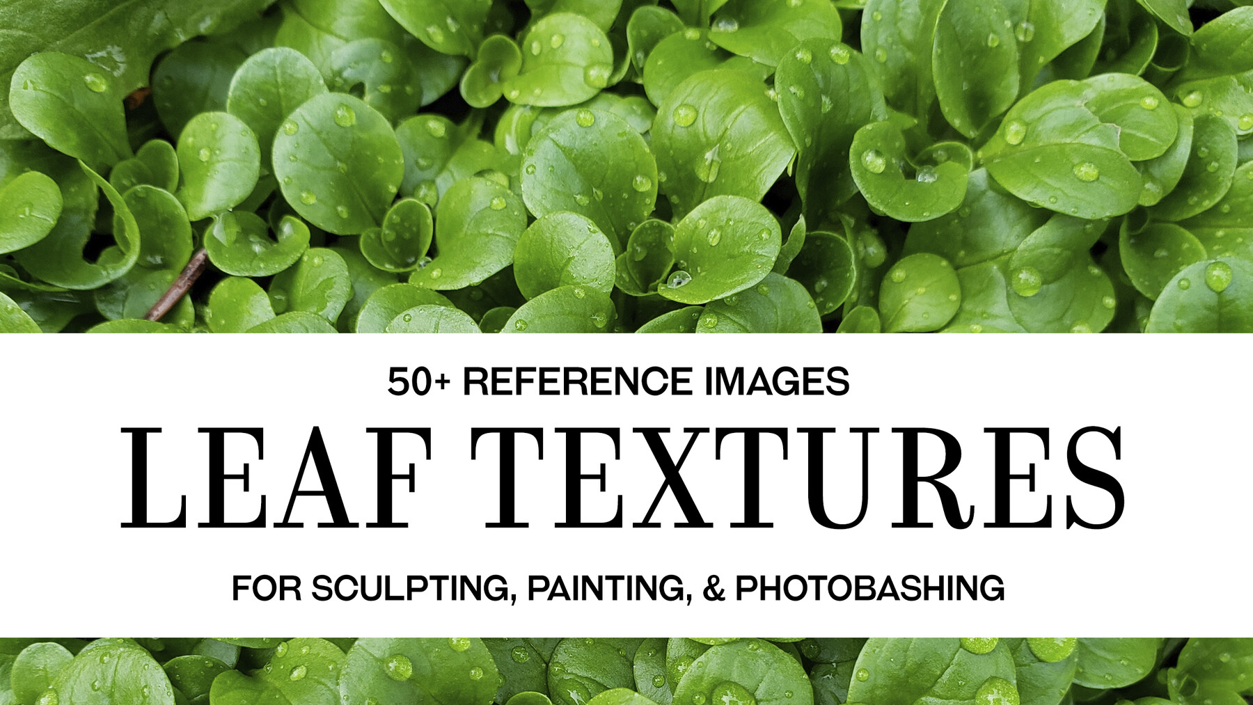 ArtStation - Leaf Textures - Photo Reference Pack | Resources