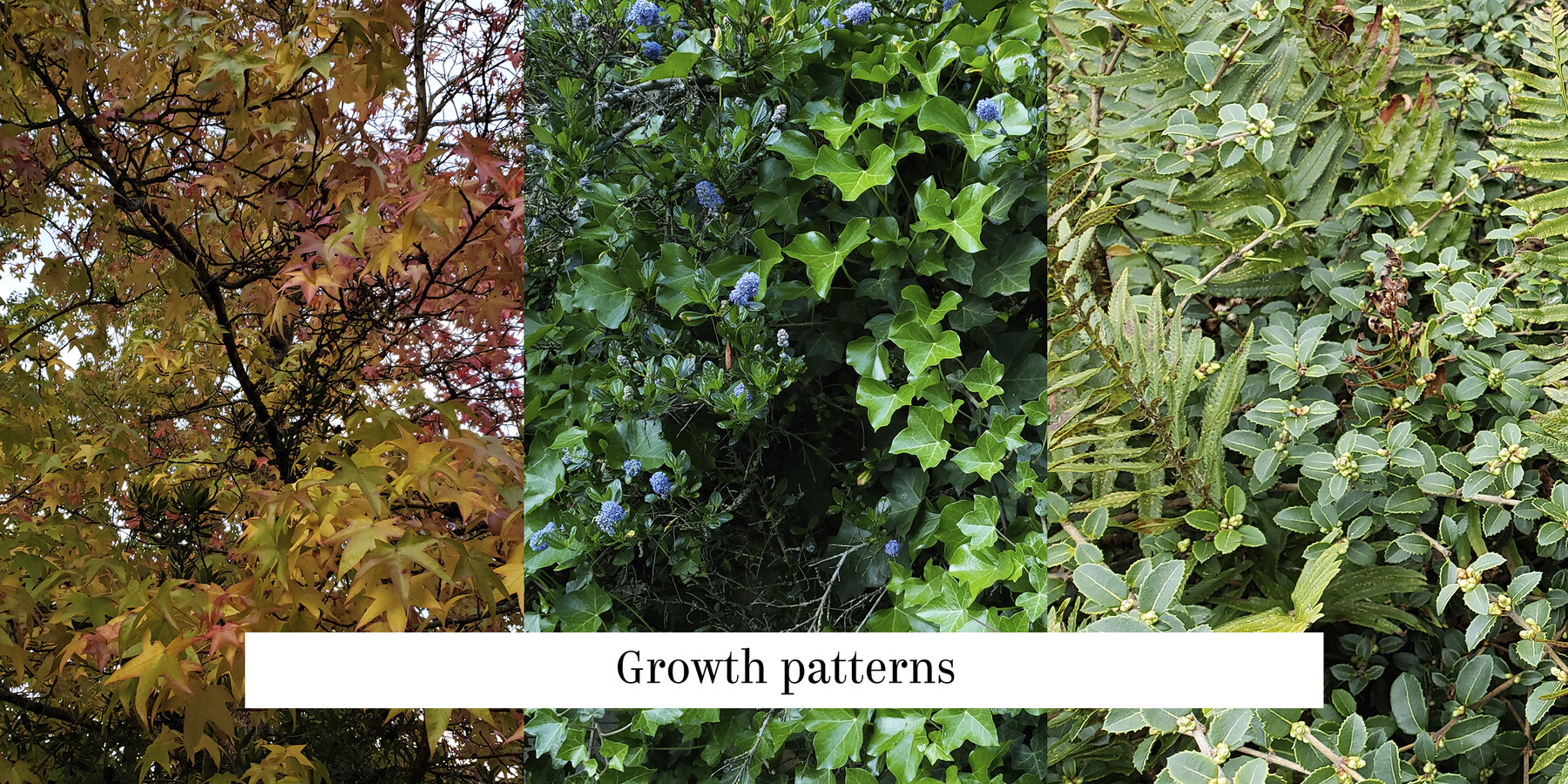 ArtStation - Leaf Textures - Photo Reference Pack | Resources