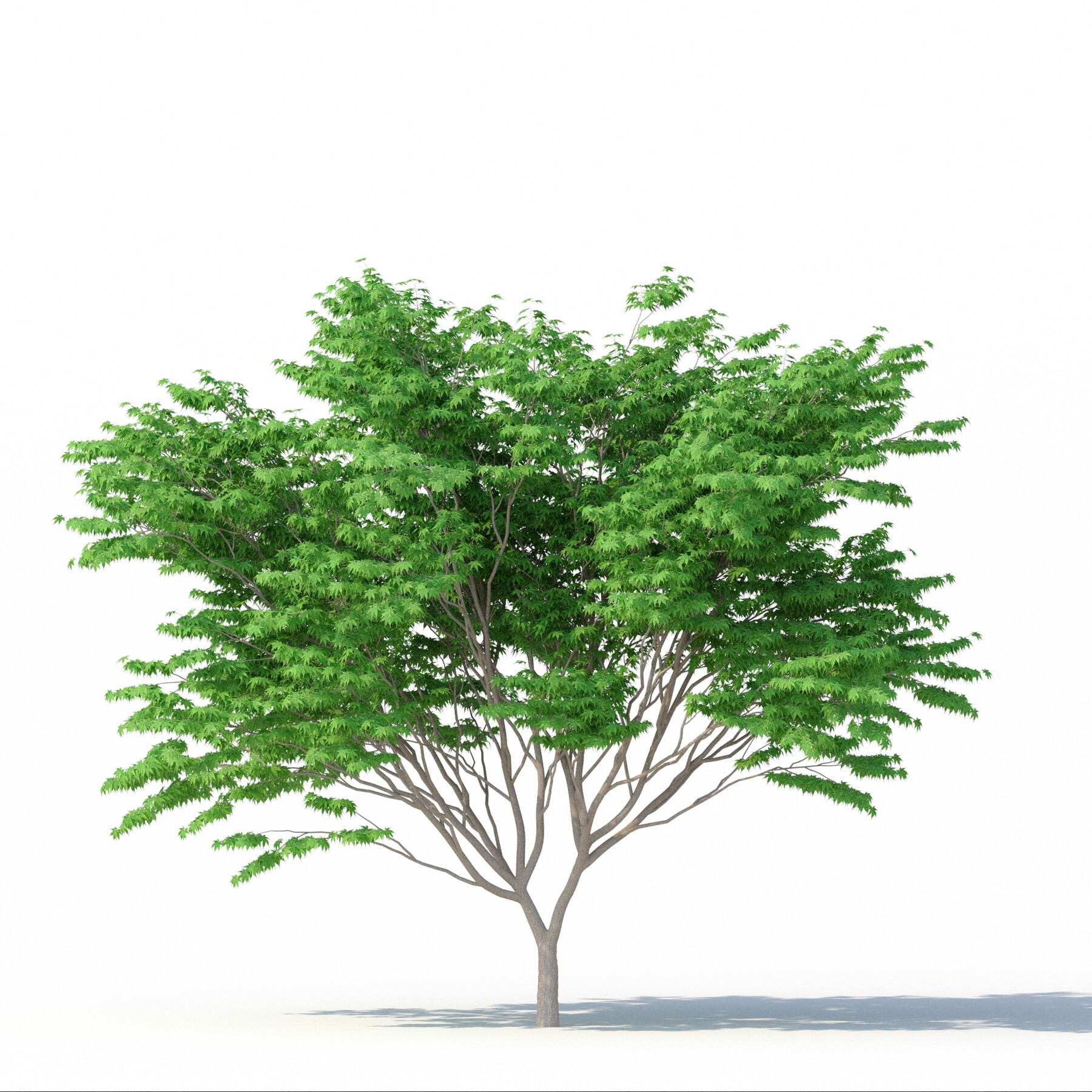 ArtStation - Tree - Acer Palmatum No 2 | Resources