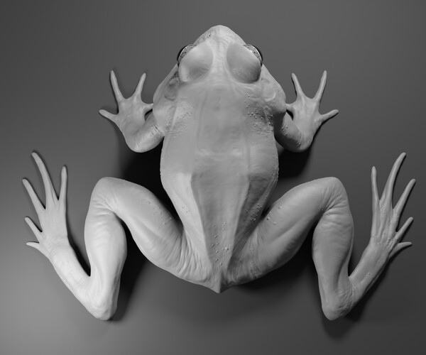 ArtStation - Frog basemesh | Resources