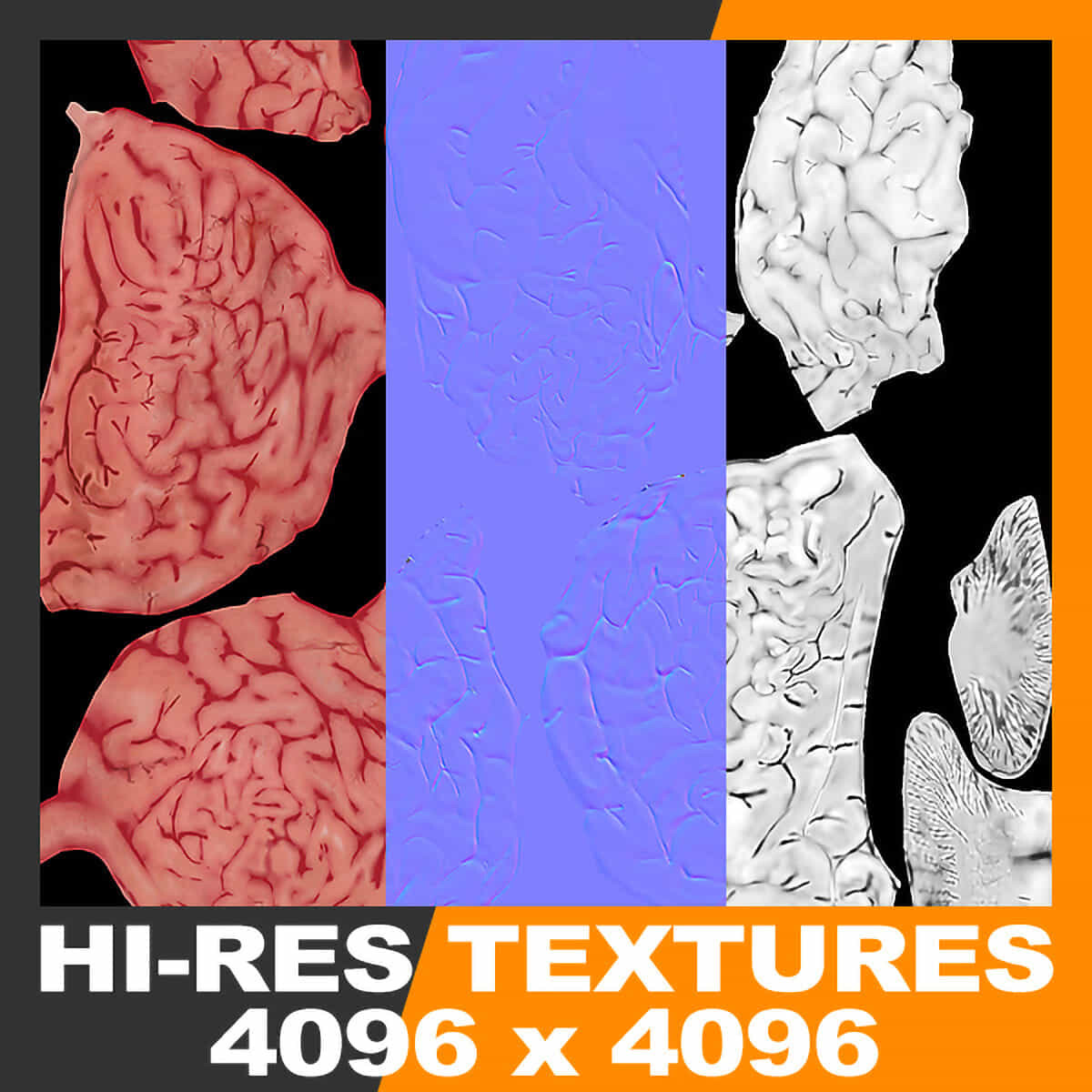 ArtStation - Human Brain 2.0 - Anatomy | Resources