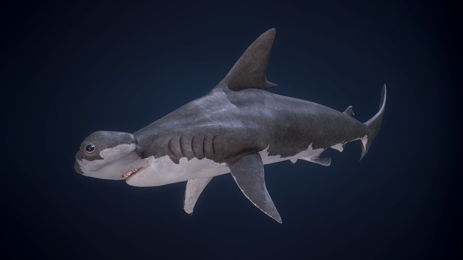 ArtStation - Hammerhead Shark - Game Ready | Game Assets