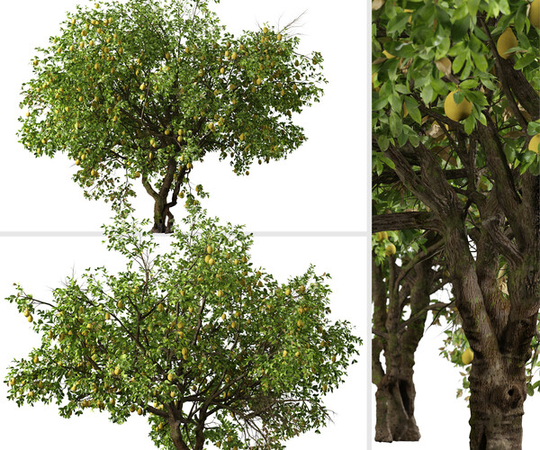 ArtStation - Set of Lemon Tree (Citrus limon) (2 Trees) | Resources