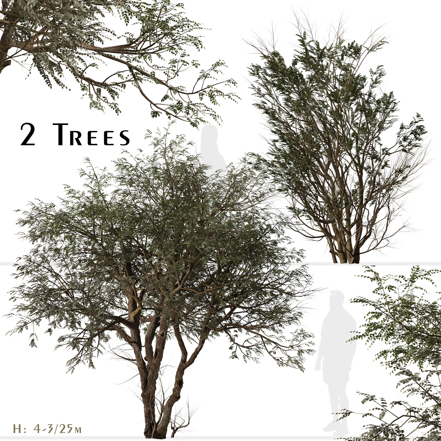 ArtStation - Set of Ghaf Tree (Prosopis cineraria) (2 Trees) | Resources