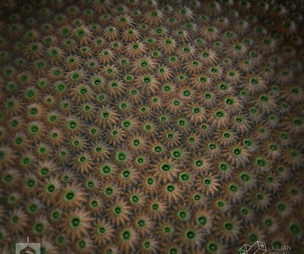 ArtStation - Substance Designer Coral A material .sbs file and Marmoset ...