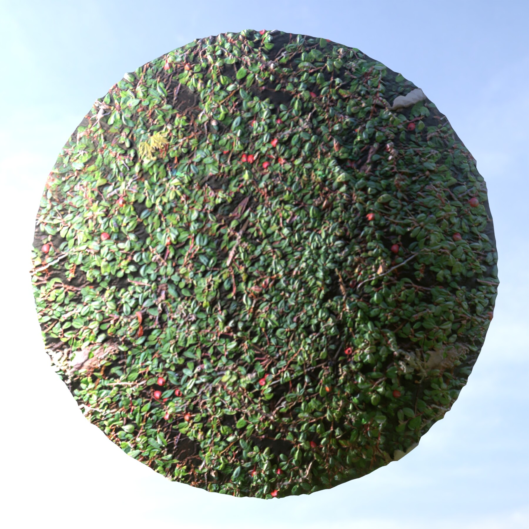 ArtStation - Berry Bush 1 PBR Material | Game Assets