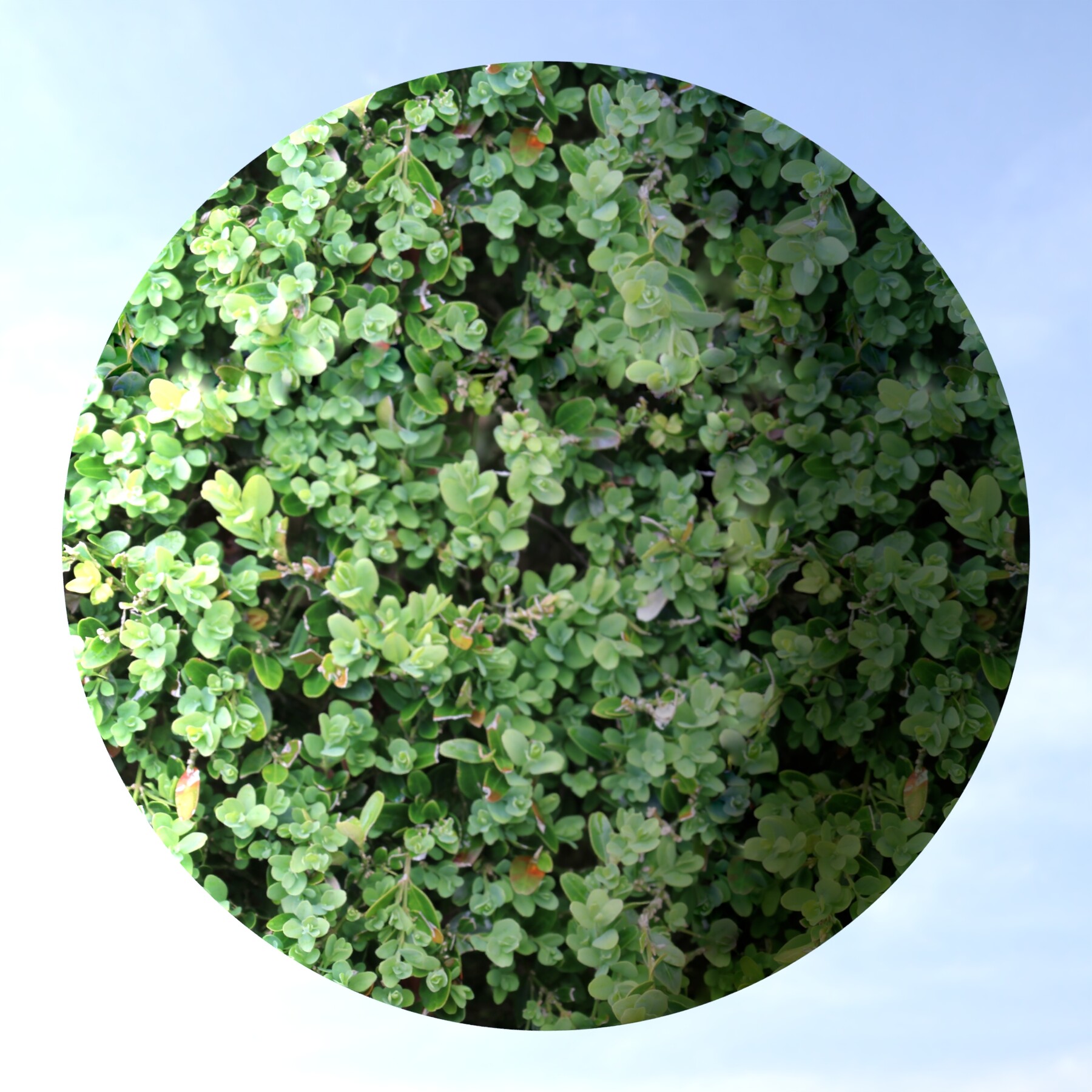 ArtStation - Bush 1 PBR Material | Game Assets