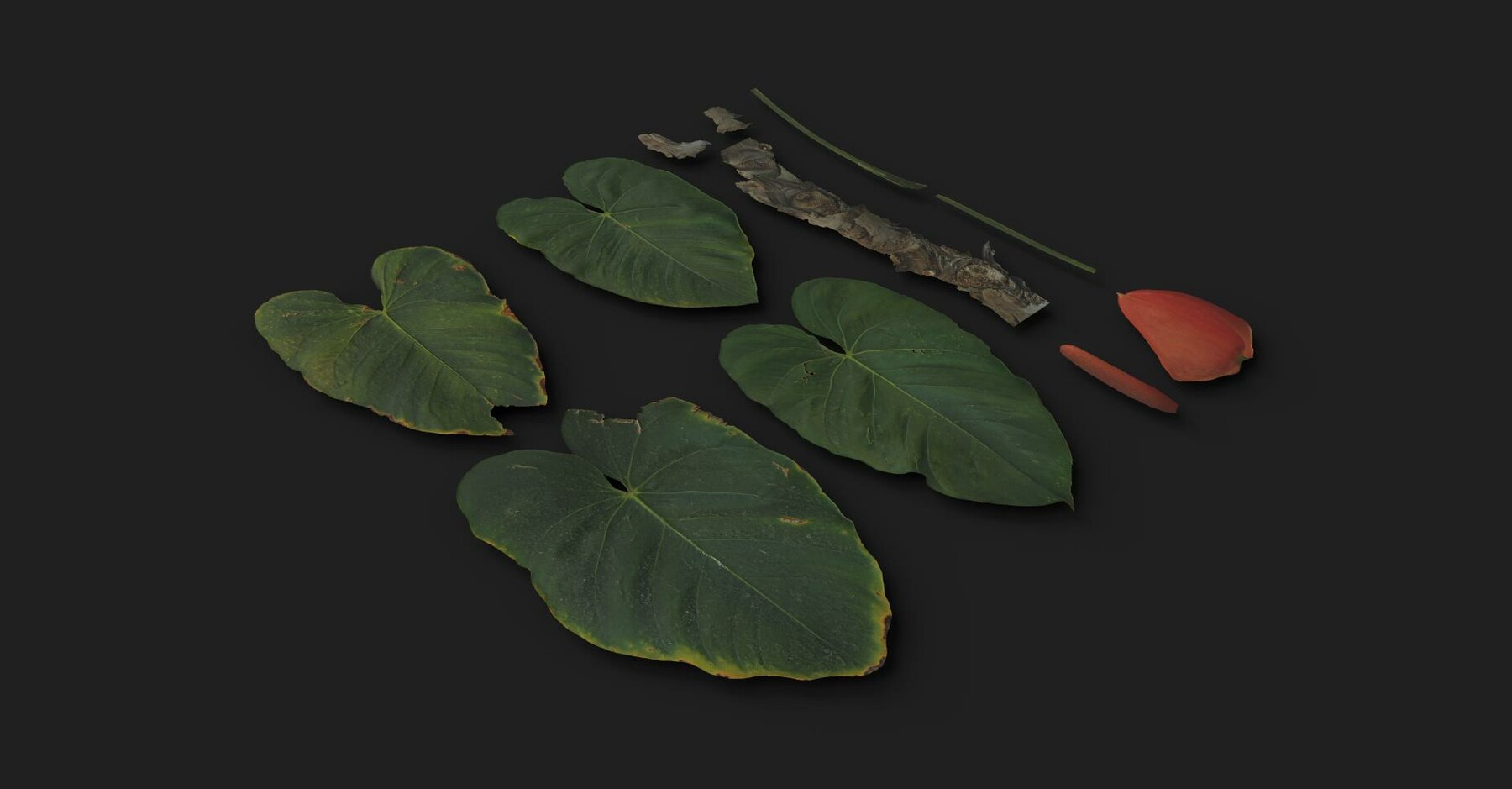 ArtStation - Tropical Plants Package | Resources