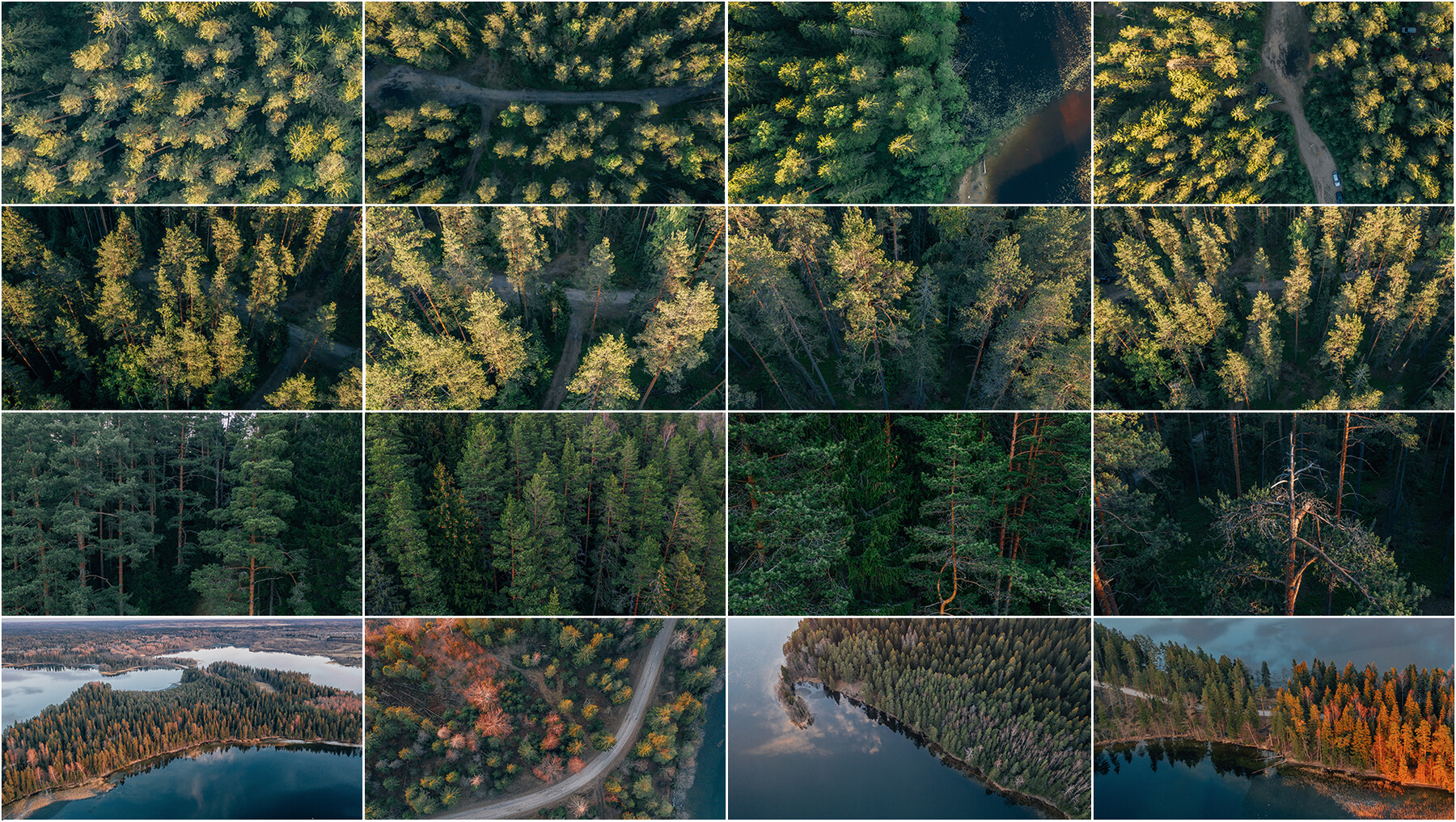 Grafit Studio - 1000+ Forest Reference Pictures