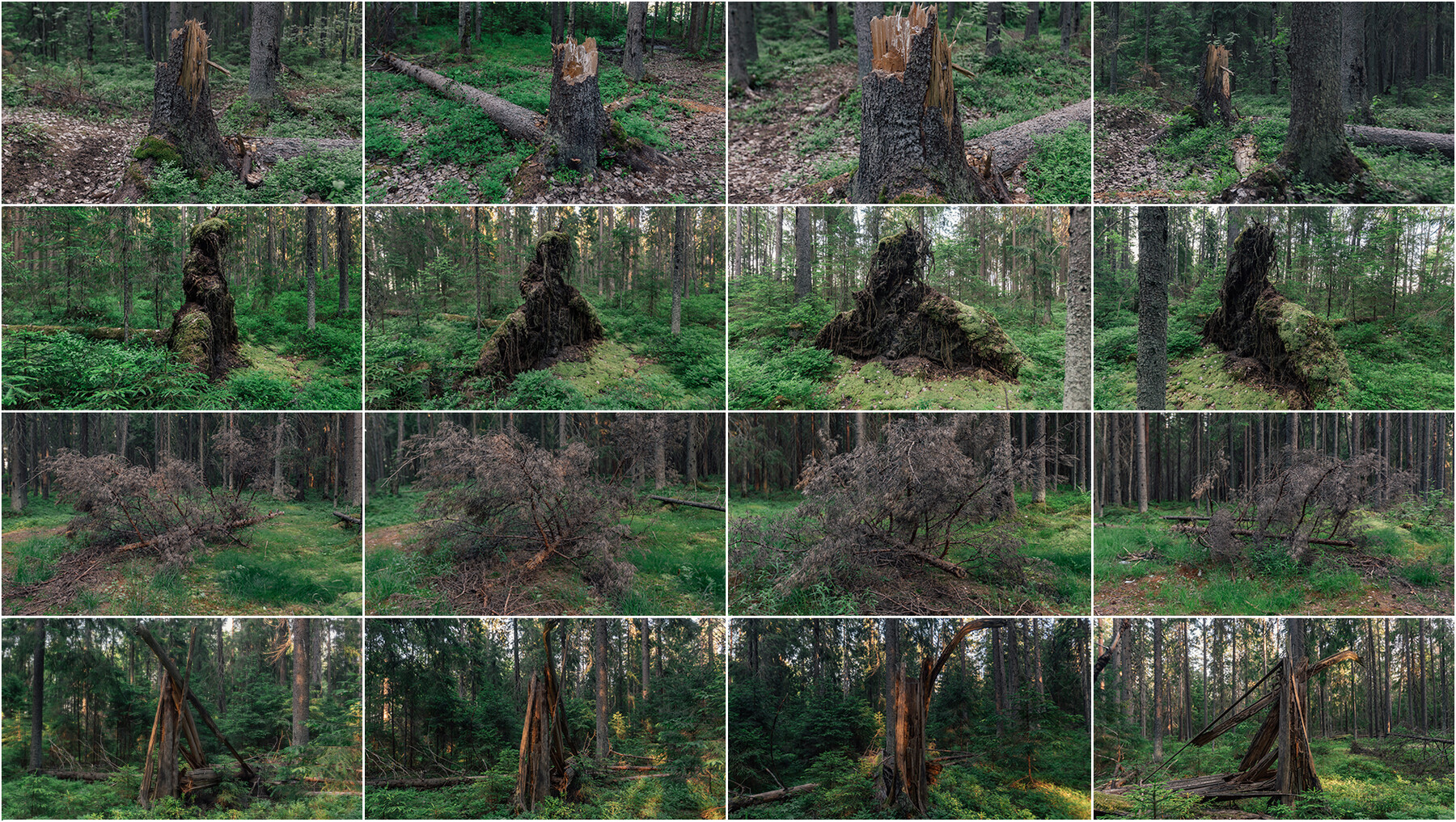 Grafit Studio - 1000+ Forest Reference Pictures