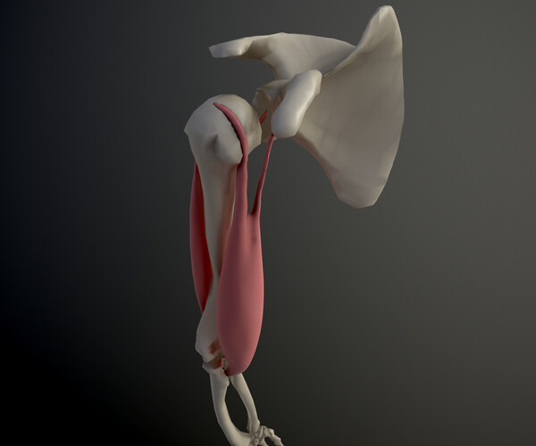 ArtStation - Arm Muscles Contraction and Relaxation | Resources