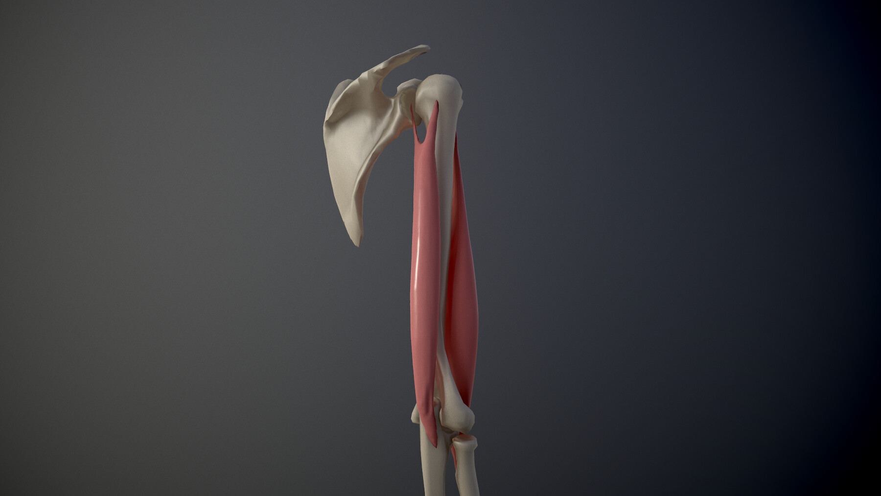 ArtStation - Arm Muscles Contraction and Relaxation | Resources