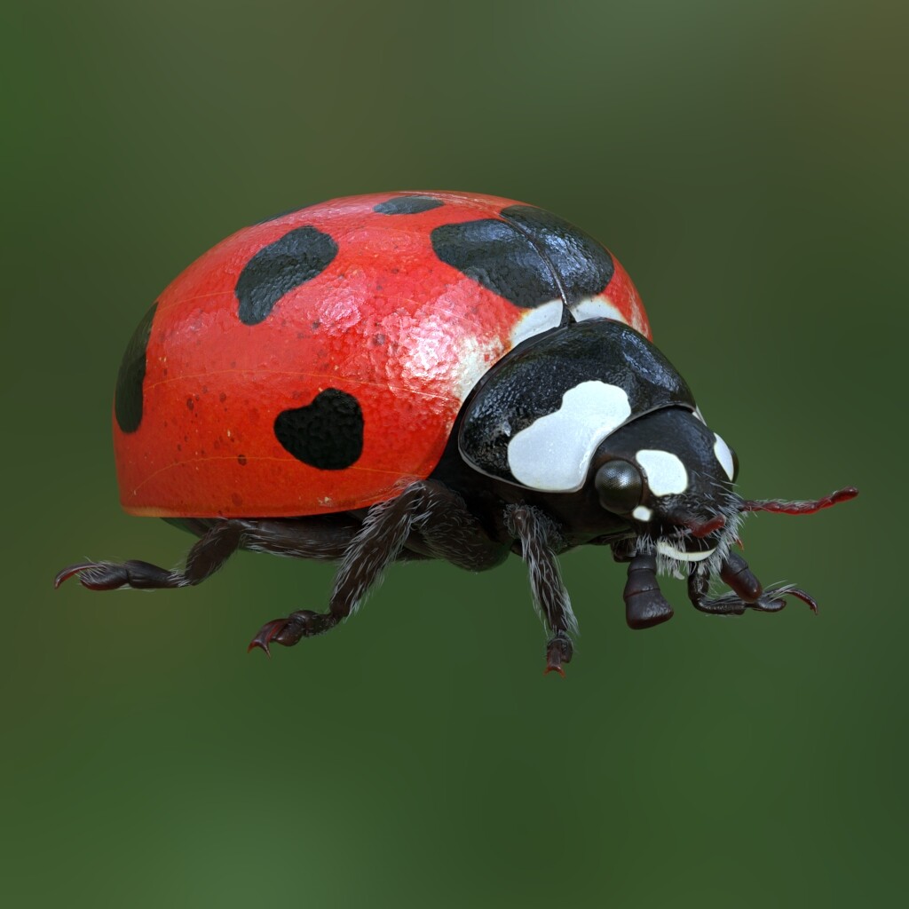 ArtStation - Hyper Realistic Ladybug Rig | Resources