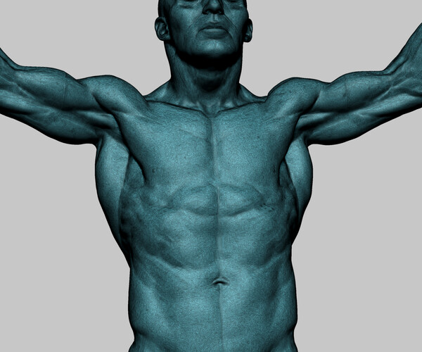 ArtStation - Male Anatomy Printable v2 | Resources