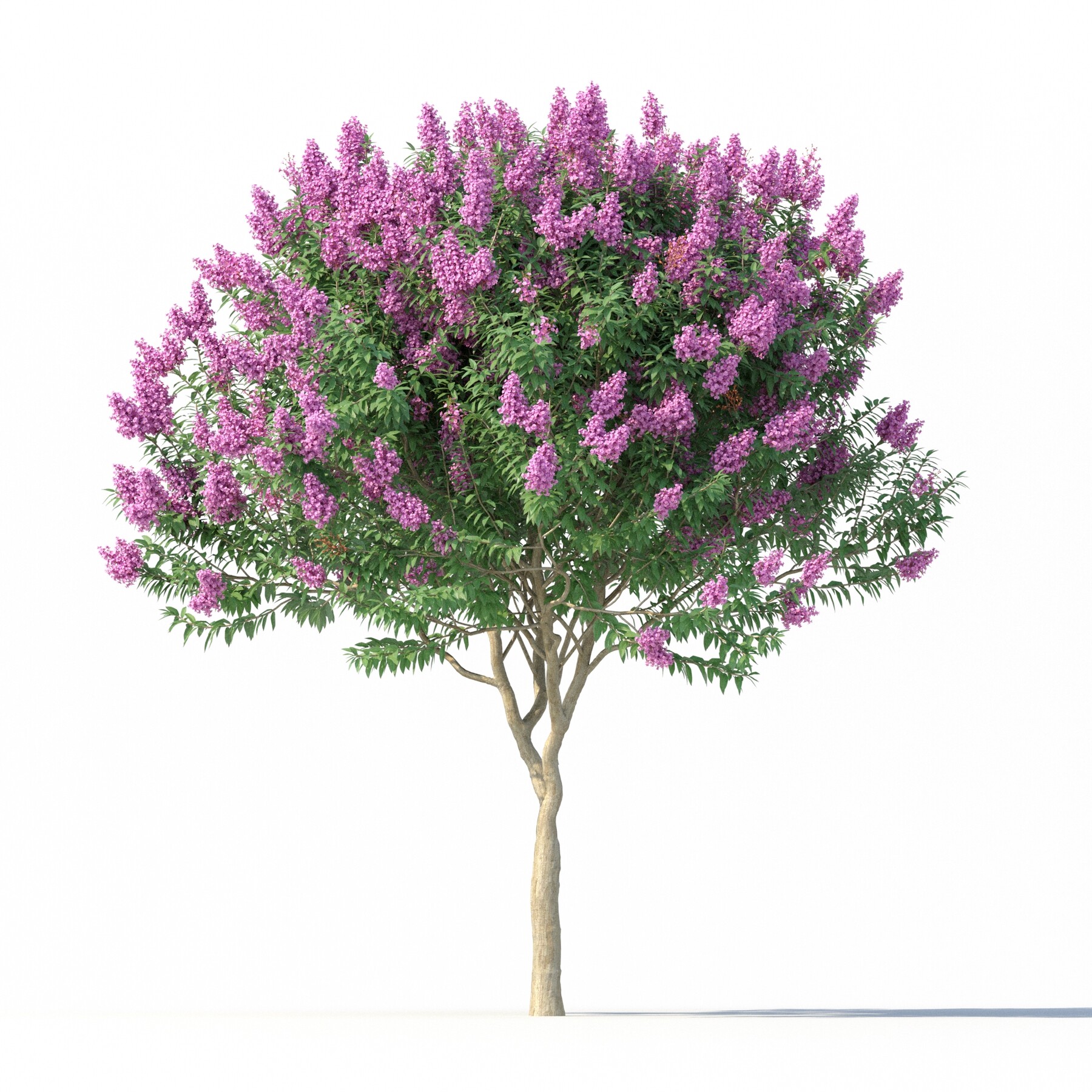 ArtStation - Tree Crape myrtle No 1 with flowers | Resources