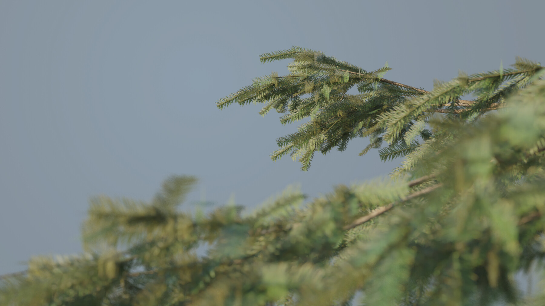 ArtStation - Red Spruce Trees | Game Assets