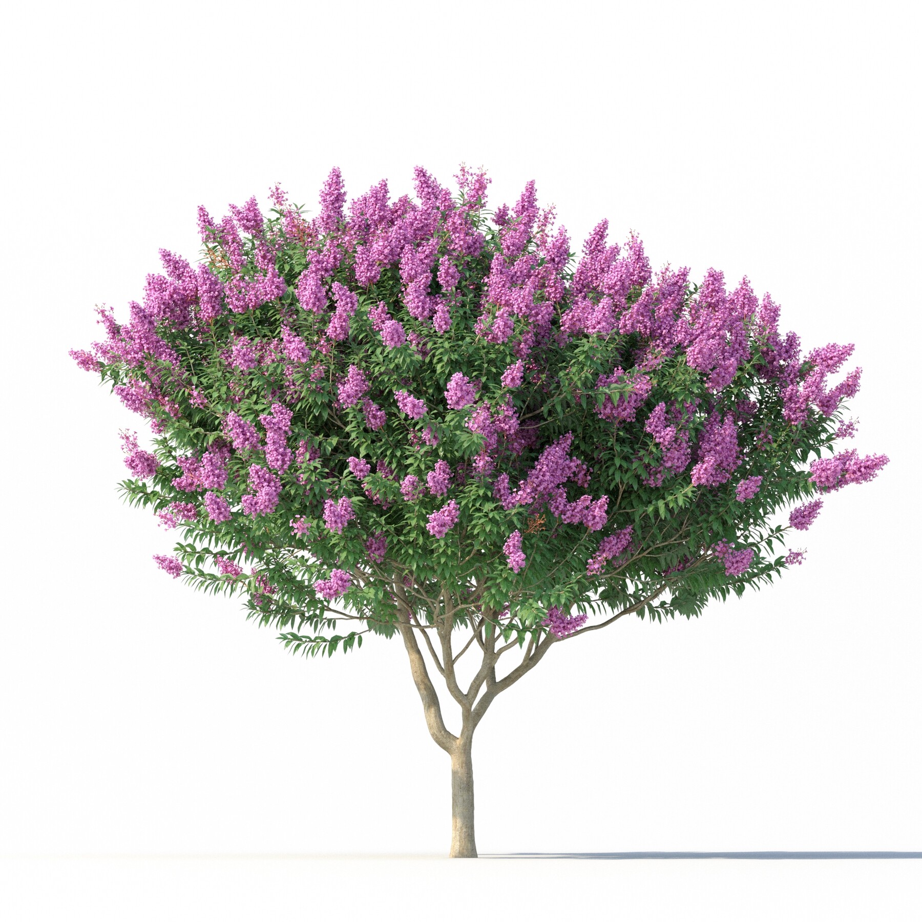 ArtStation - Tree-Crape myrtle No 2 with flowers | Resources