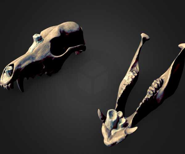 ArtStation - Stylized Skull / Jaw | Resources