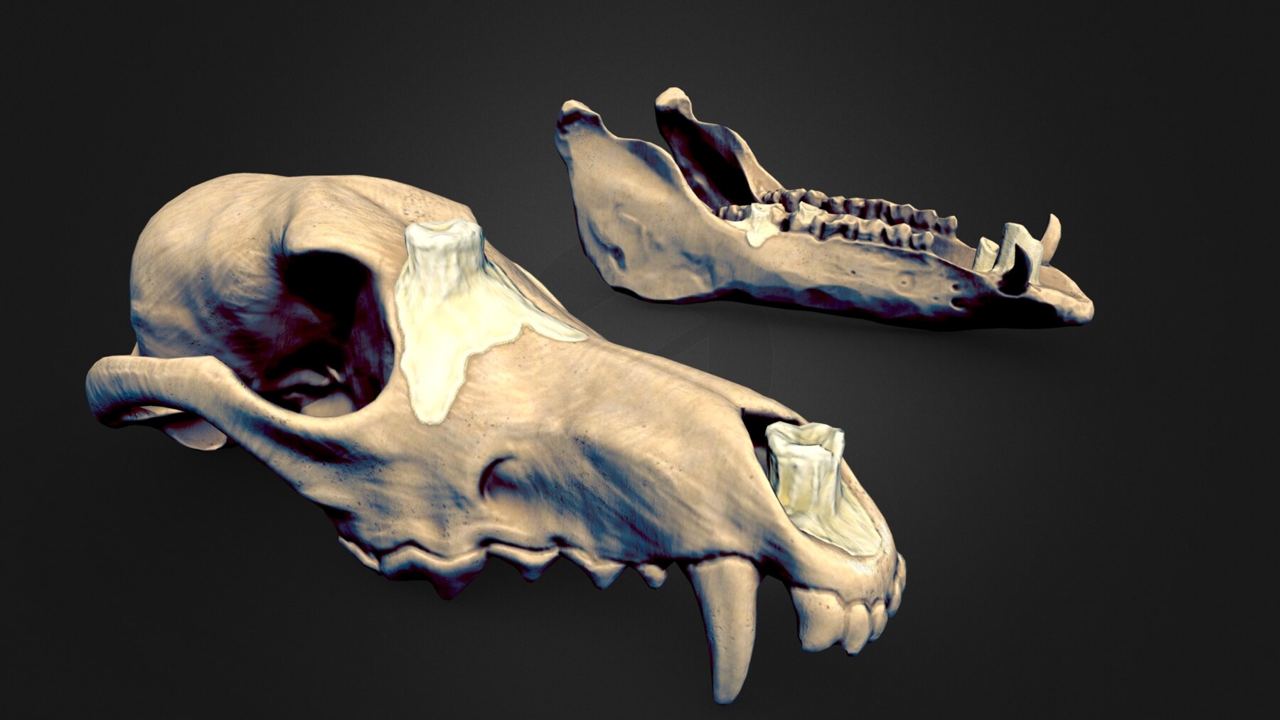 ArtStation - Stylized Skull / Jaw | Resources