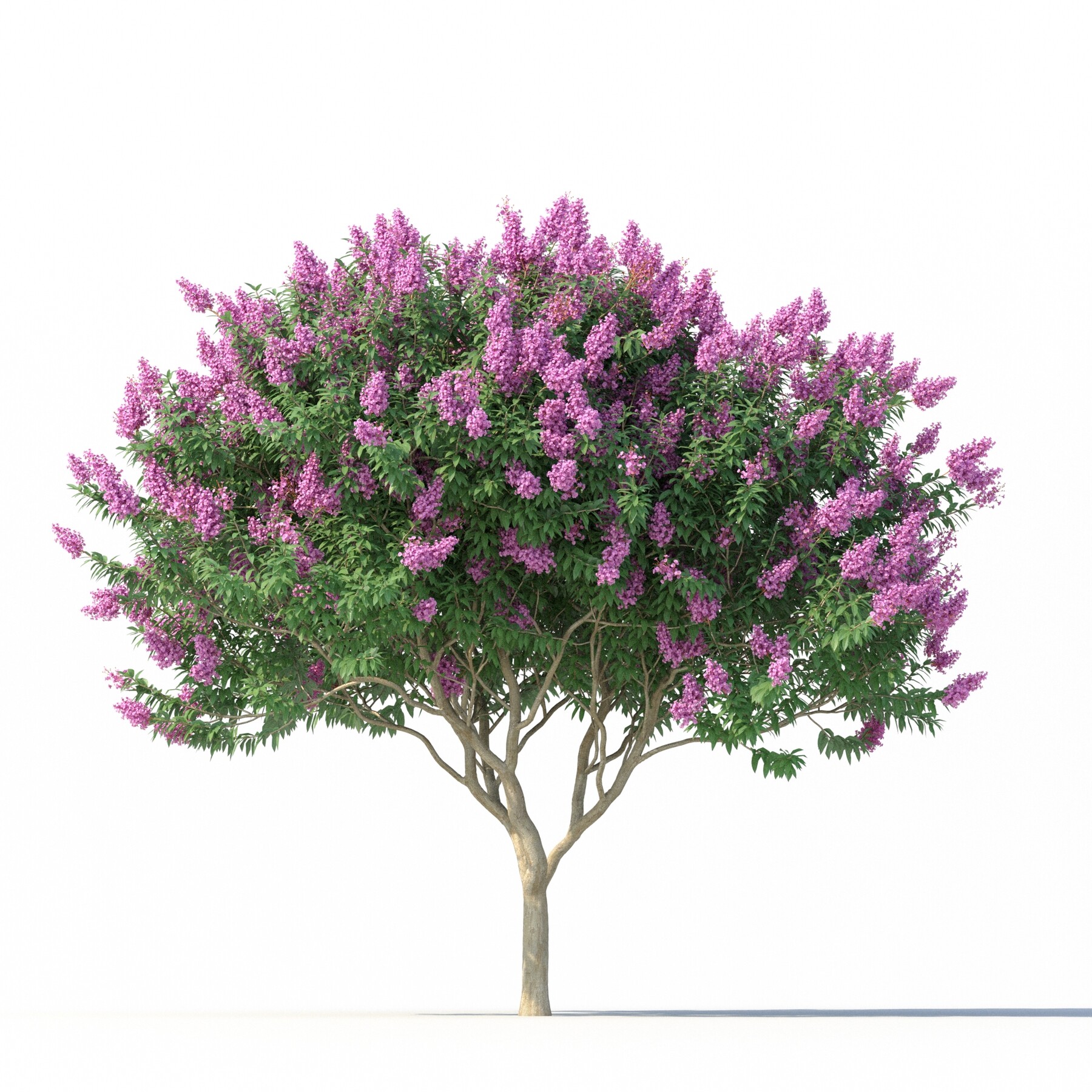 ArtStation - Tree-Crape myrtle No 2 with flowers | Resources
