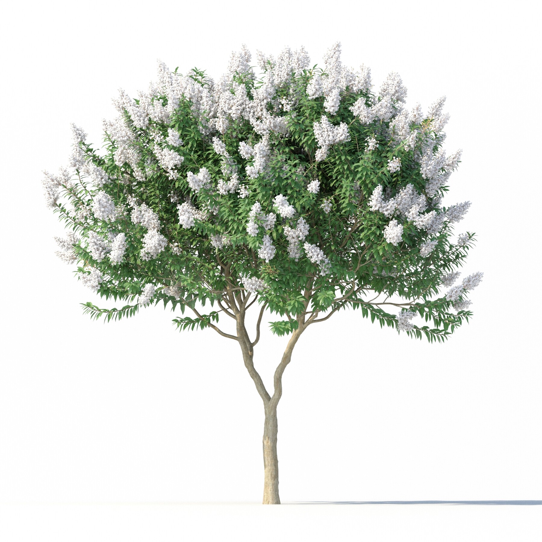 ArtStation - Tree-Crape myrtle with white flowers | Resources