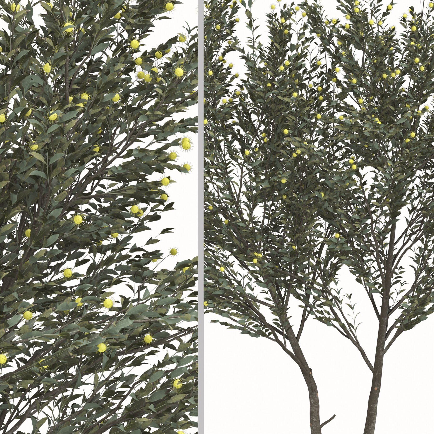 ArtStation - Set of Acacia podalyriifolia Trees (Pearl Acacia) (2 Trees ...