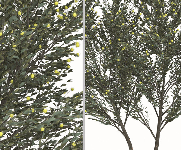ArtStation - Set of Acacia podalyriifolia Trees (Pearl Acacia) (2 Trees ...