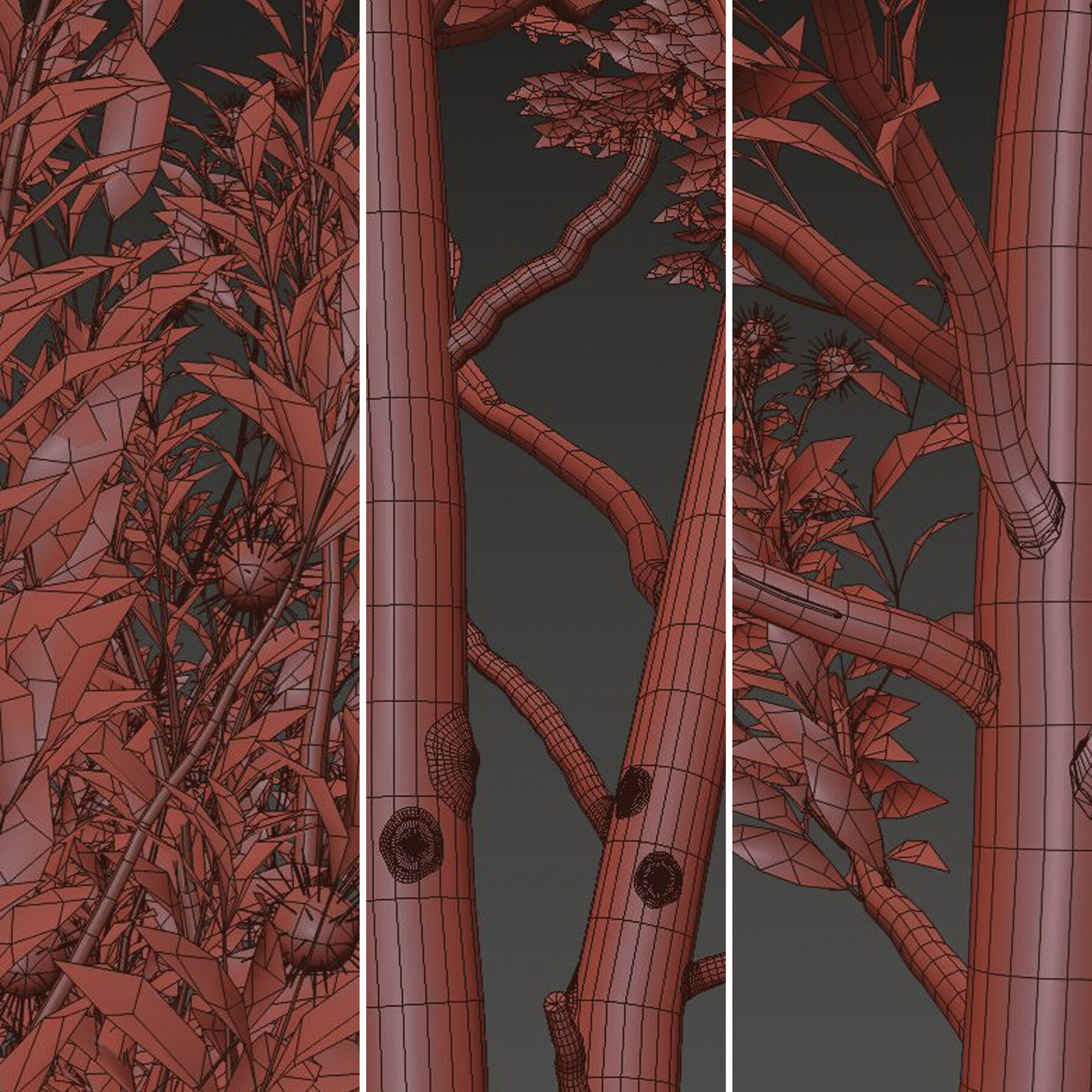 ArtStation - Set of Acacia podalyriifolia Trees (Pearl Acacia) (2 Trees ...