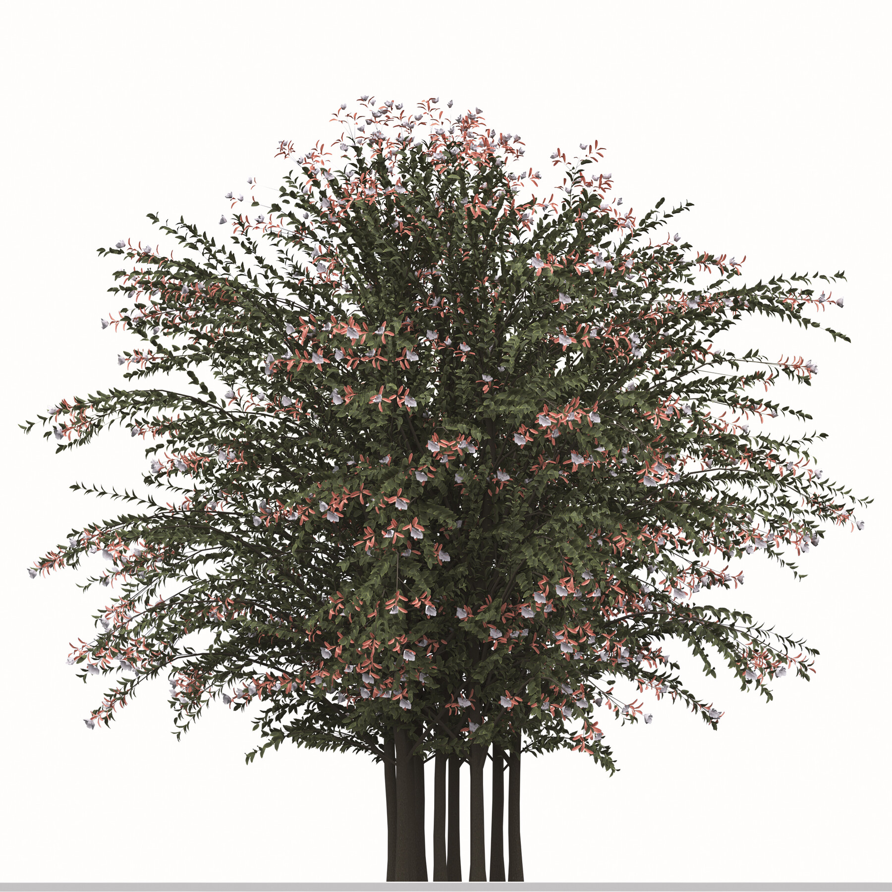 ArtStation - Set of Abelia grandiflora Trees (Pearl Acacia) (3 Shrubs) | Resources