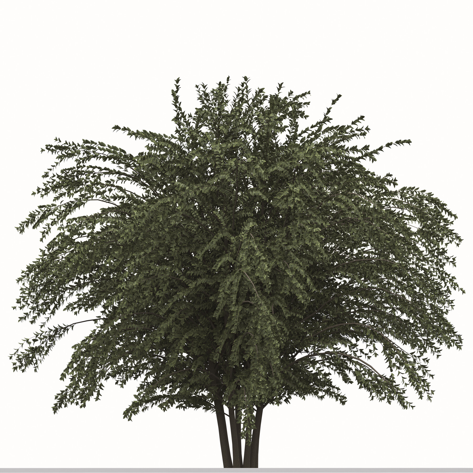 ArtStation - Set of Abelia grandiflora Trees (Pearl Acacia) (3 Shrubs) | Resources