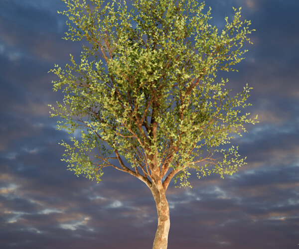 ArtStation - UE5/4 Cinematic Trees pack 01 | Game Assets