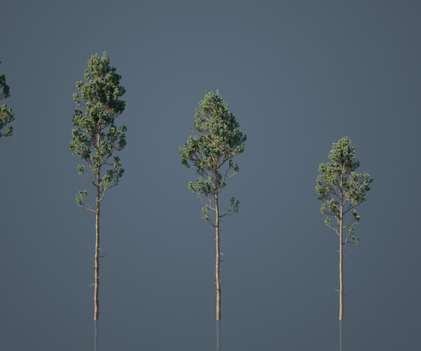 ArtStation - Tall Pine Trees | Game Assets