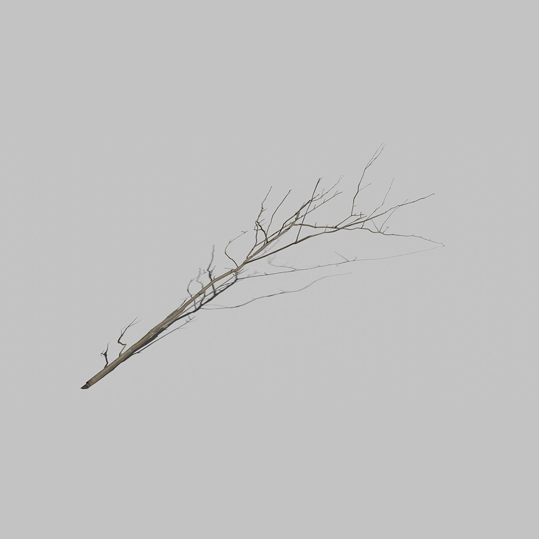 ArtStation - Mountain Ash Branch | Resources