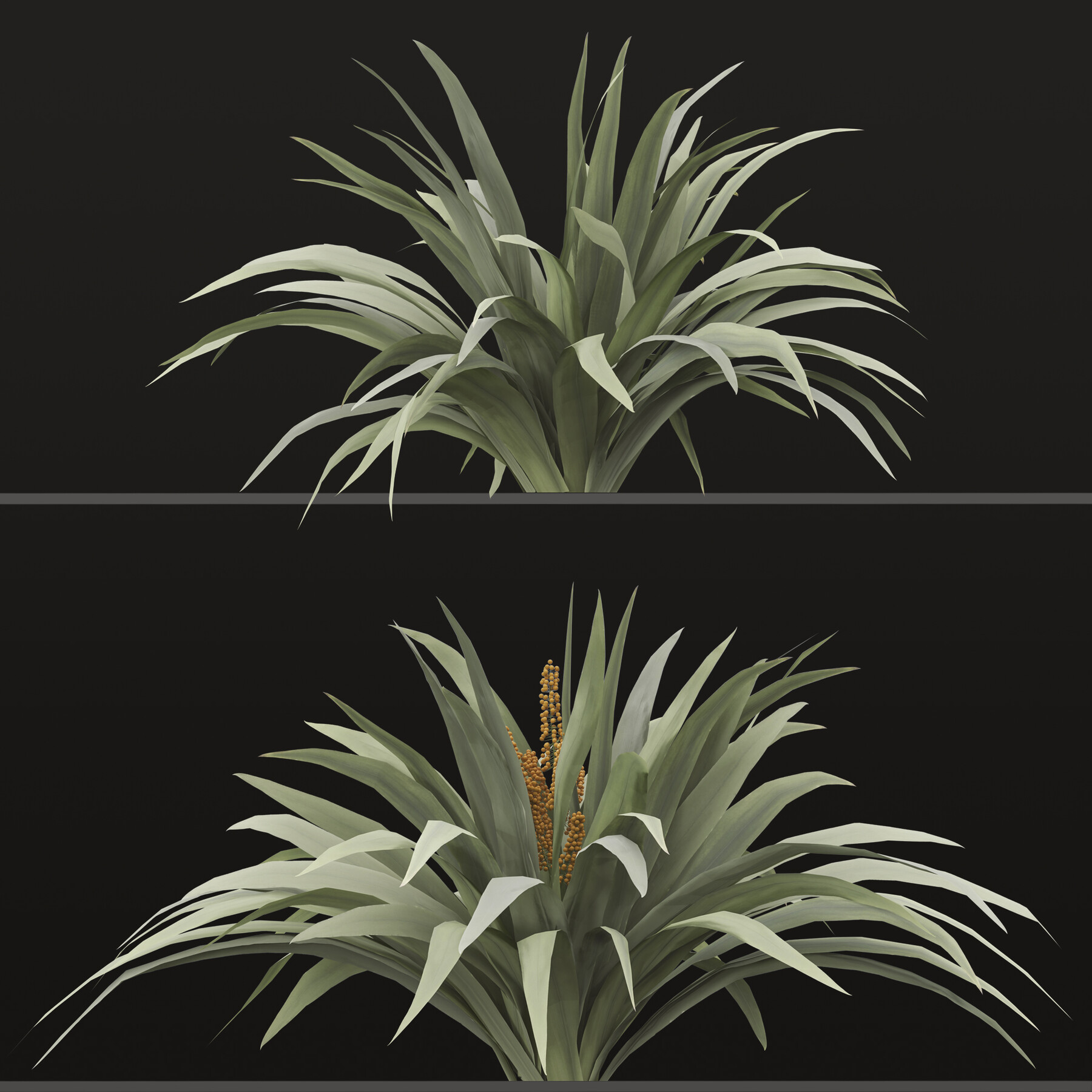 ArtStation - Set of Astelia chathamica Plants (Silver spear) (5 Plants ...