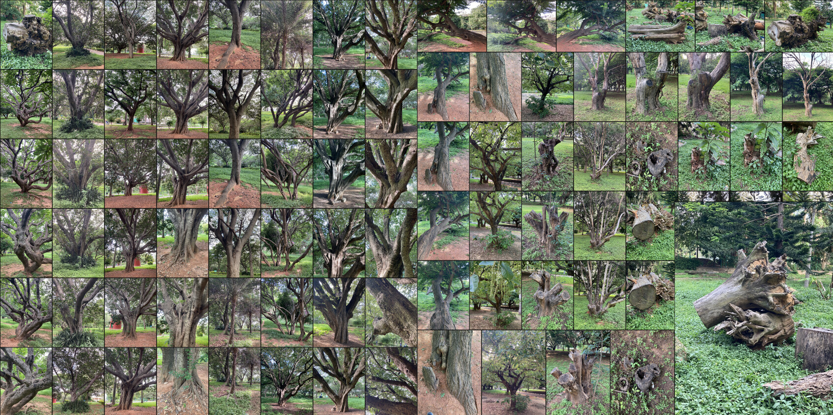 ArtStation - Tree Reference | Resources