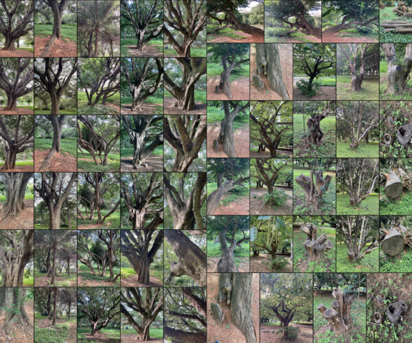 ArtStation - Tree Reference | Resources