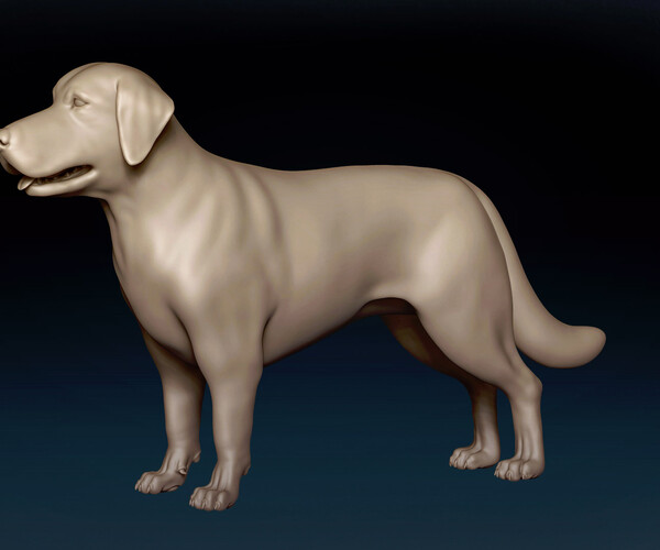 ArtStation - Labrador Retriever Basemesh 3D model | Resources