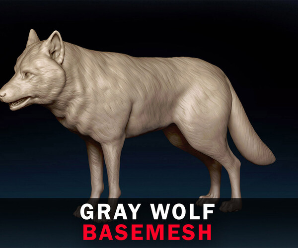 ArtStation - Gray Wolf Basemesh 3D model | Resources