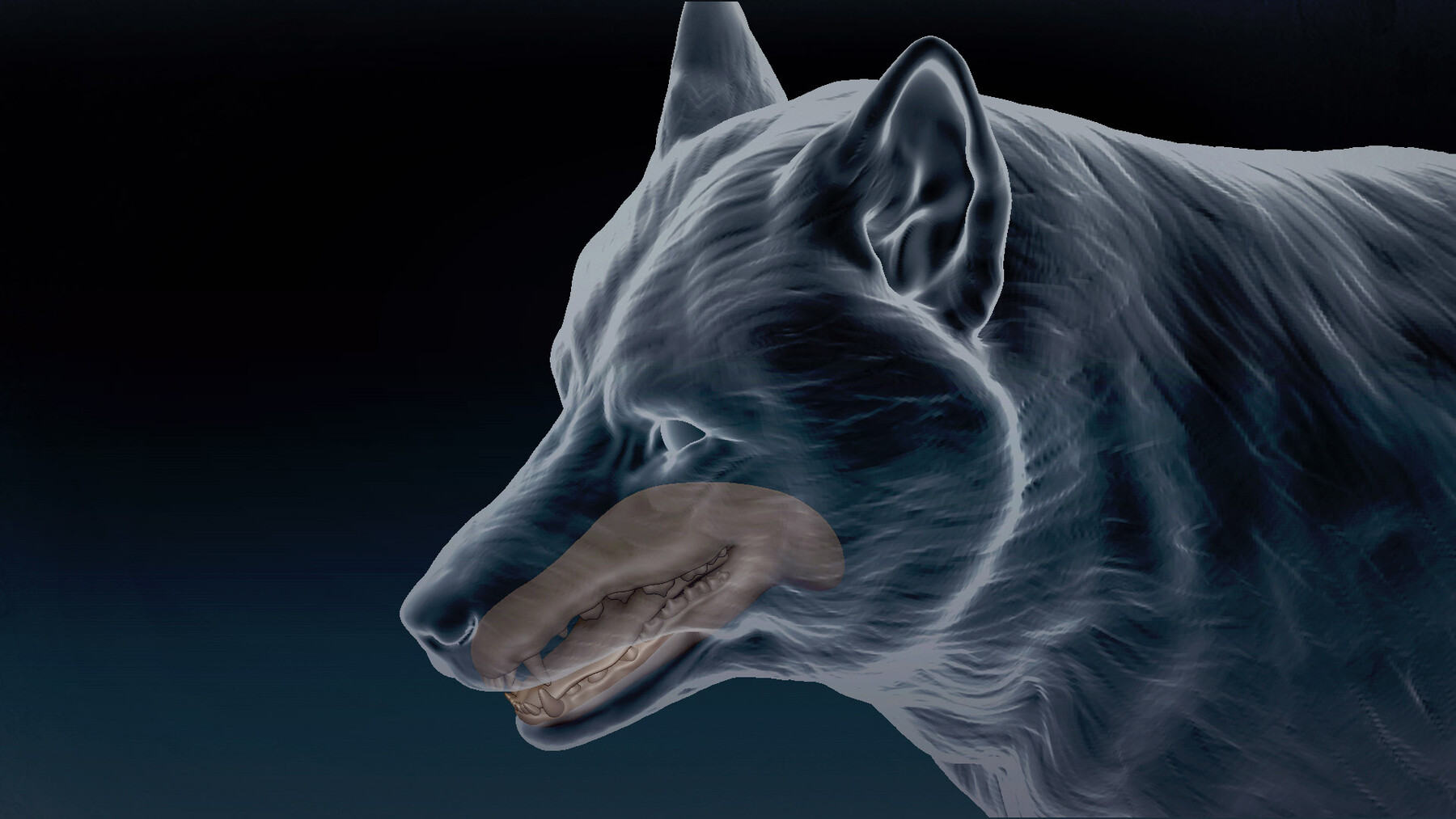 ArtStation - Gray Wolf Basemesh 3D model | Resources